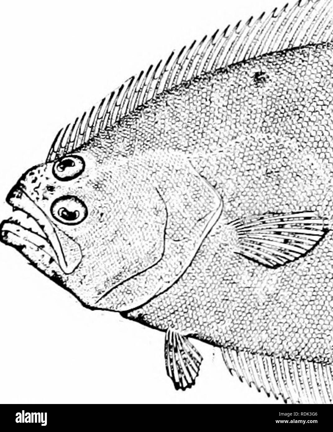 Flounder Teeth Mean Who's Afraid Of The Little Witch Fish? Witch