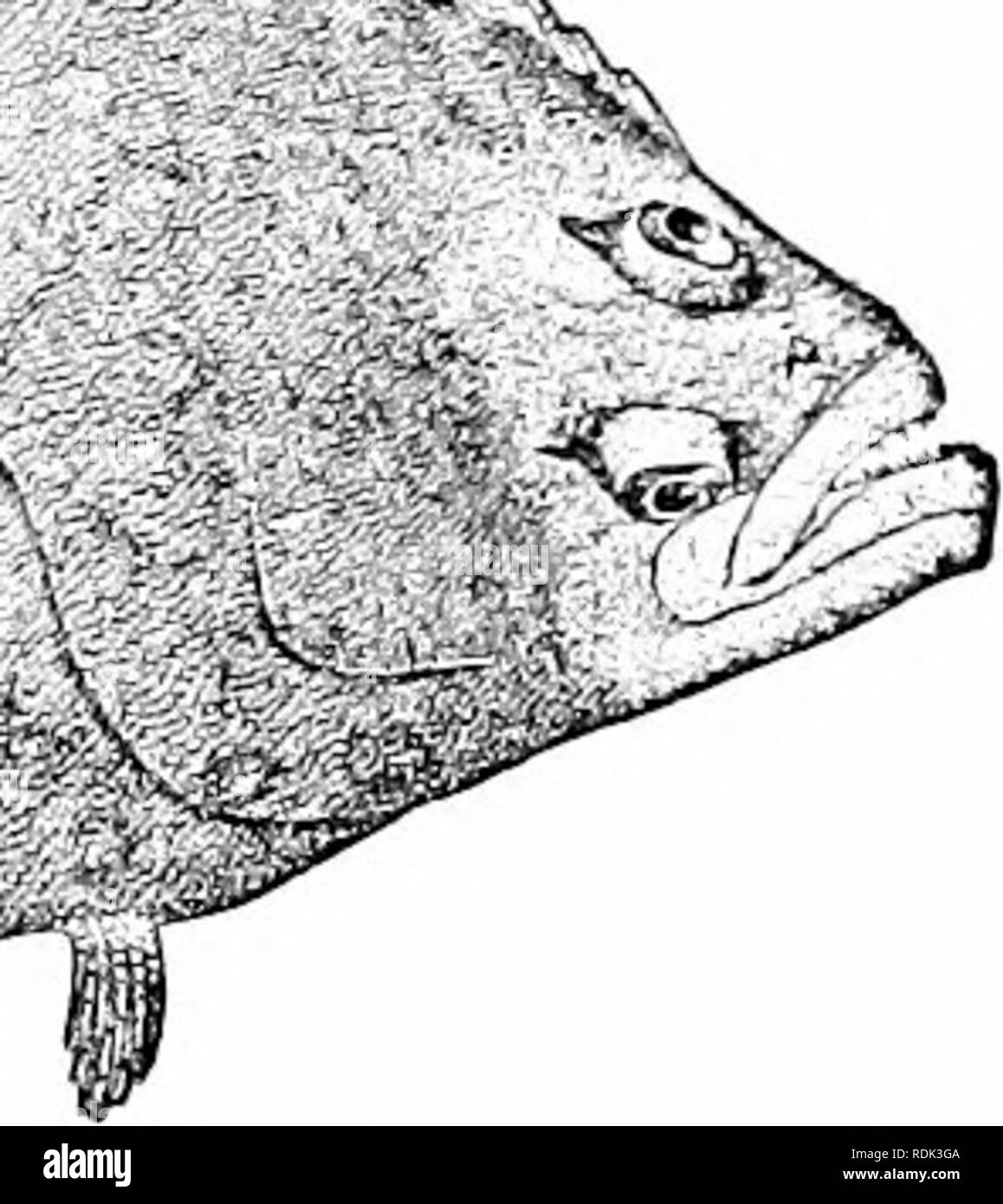 . A guide to the study of fishes. Fishes; Zoology; Fishes. Fig. 437 ...
