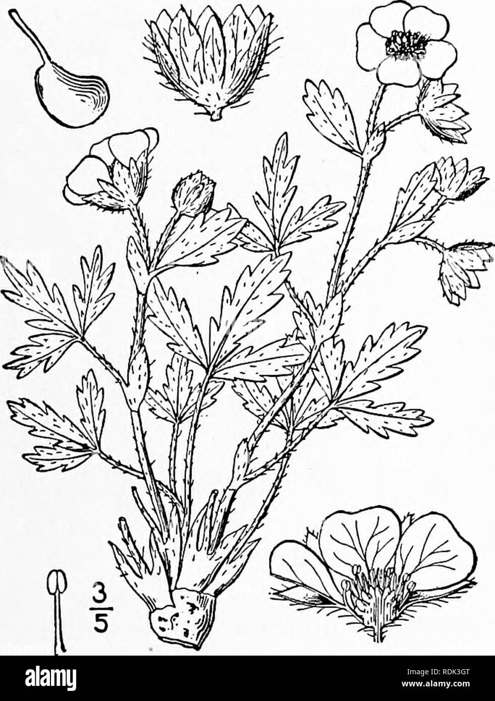. An illustrated flora of the northern United States, Canada and the ...