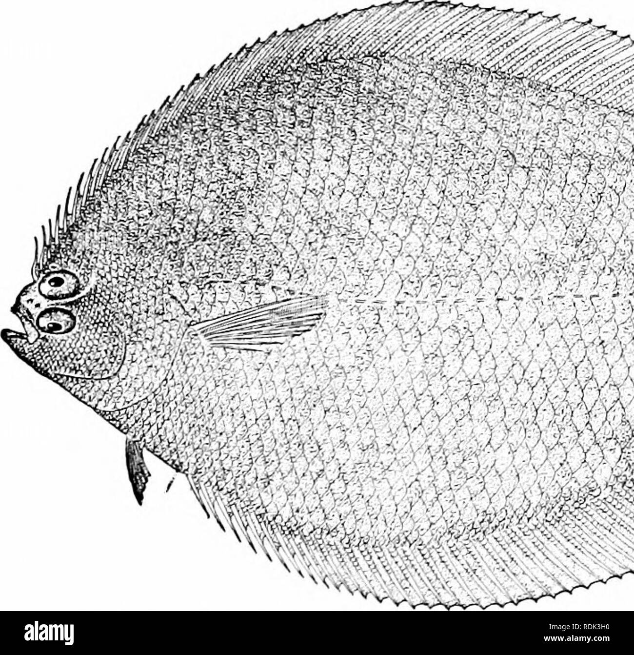 . A guide to the study of fishes. Fishes; Zoology; Fishes. Suborder ...