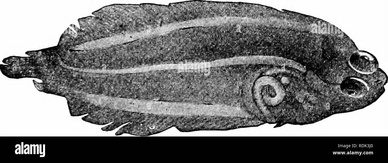 Tonguefishes hi-res stock photography and images - Alamy