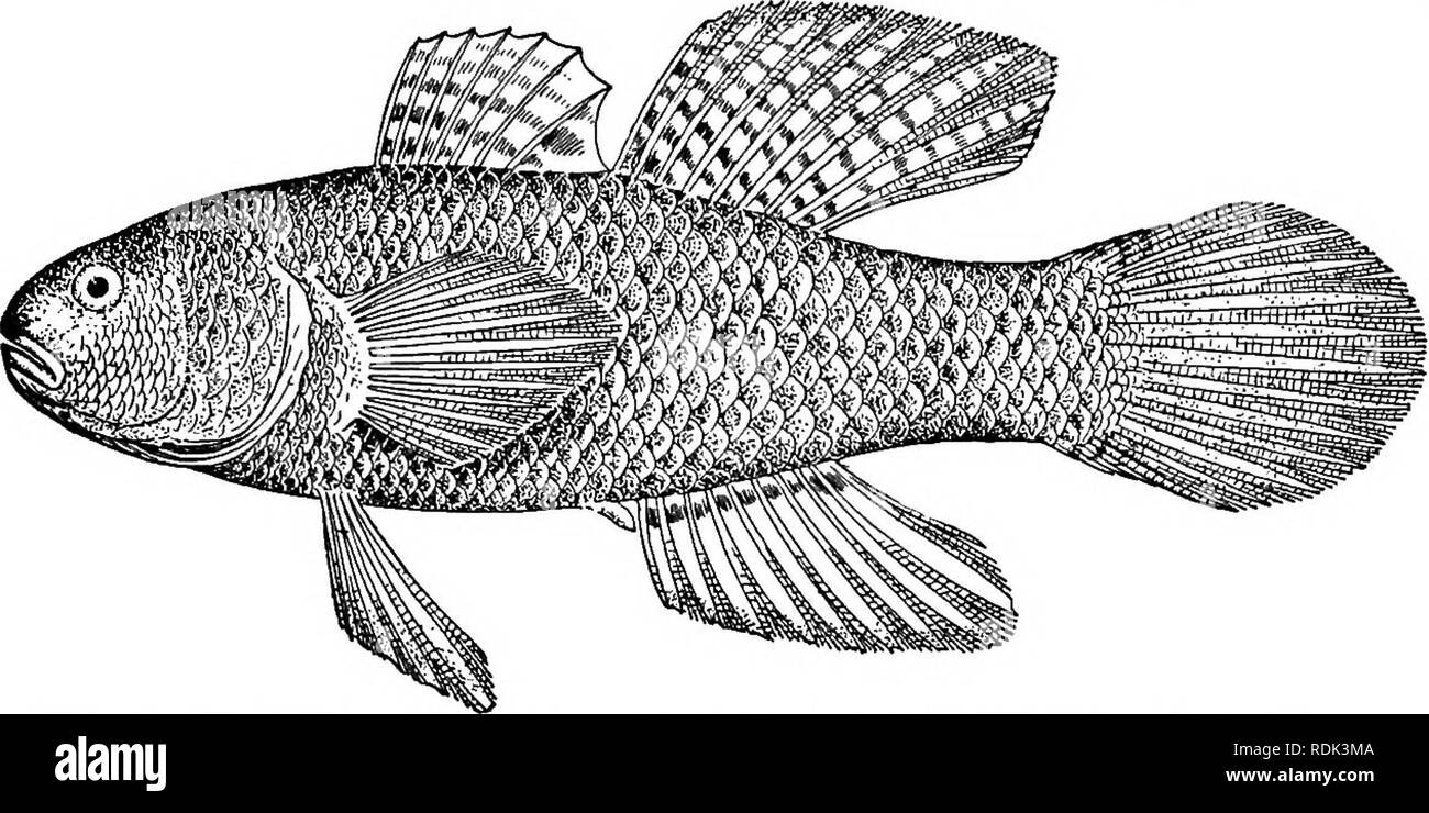 Typical gobies hi-res stock photography and images - Alamy