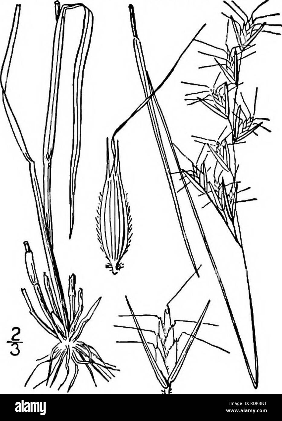 . An illustrated flora of the northern United States, Canada and the ...