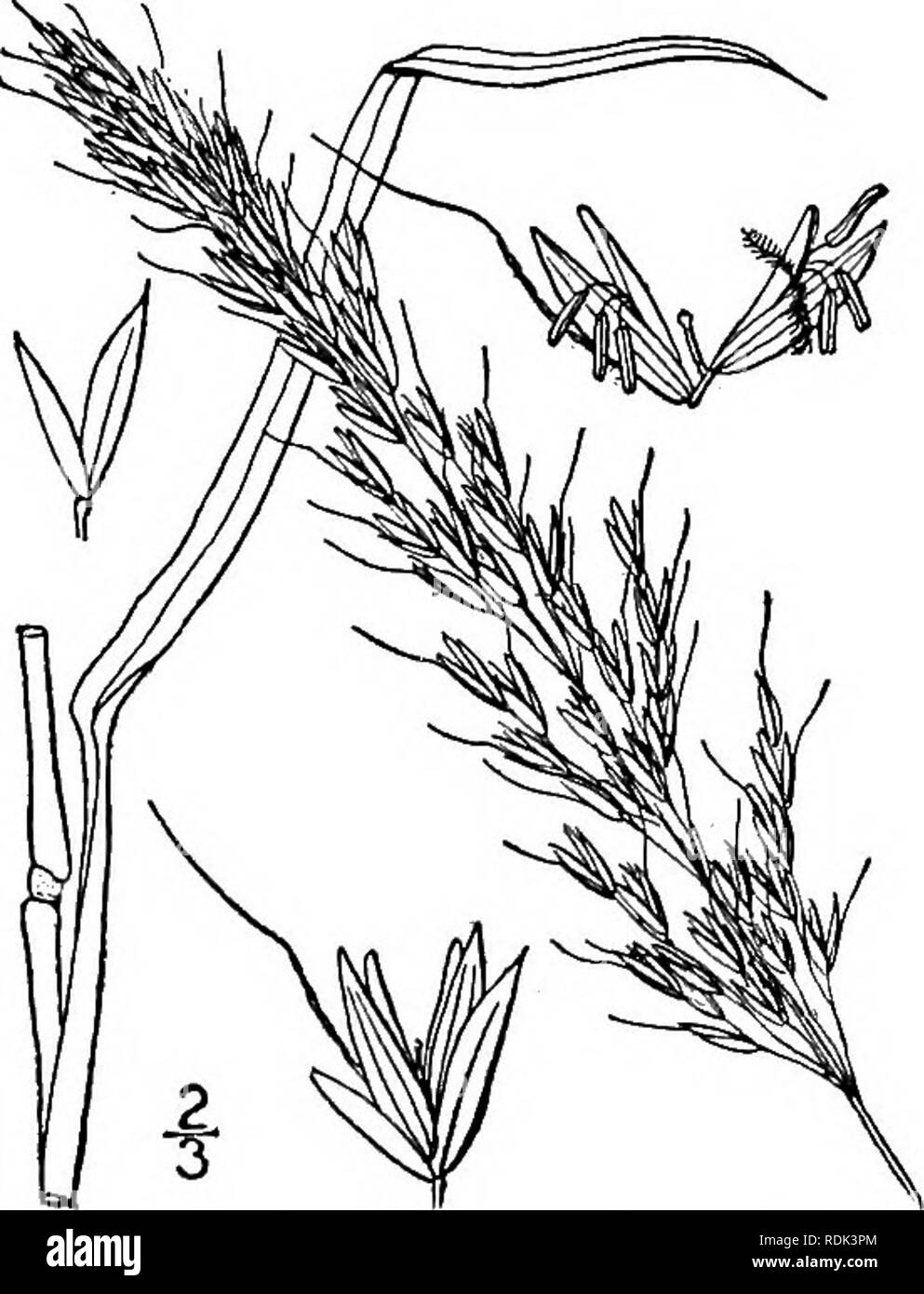 Persistent flower Black and White Stock Photos & Images - Alamy