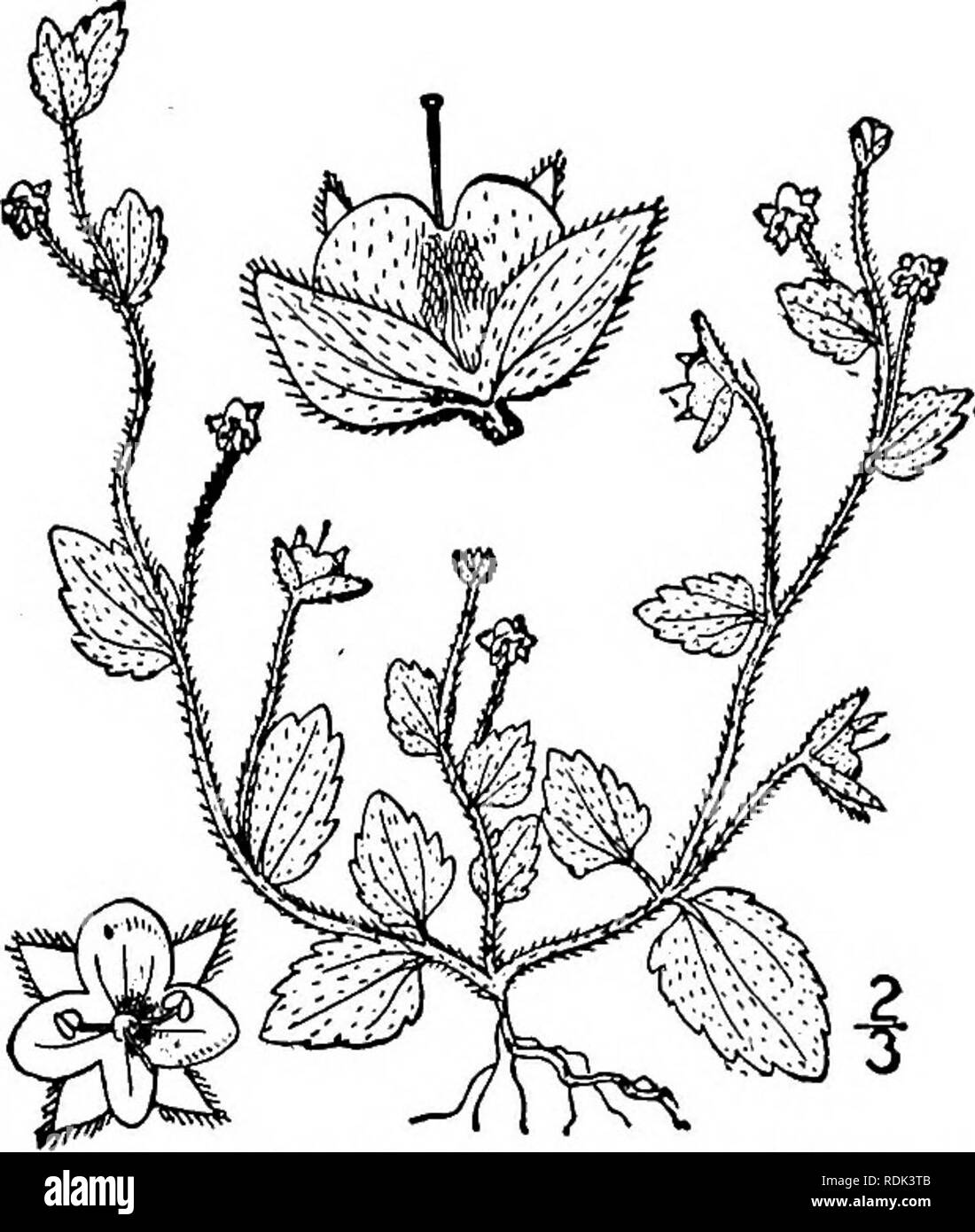 Speedwell veronica sp Black and White Stock Photos & Images - Alamy