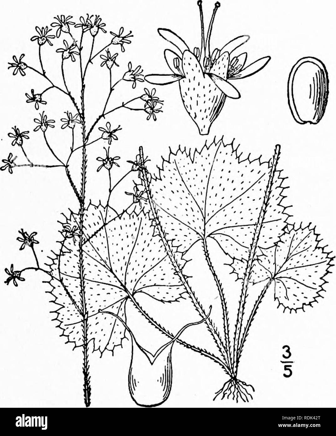 Suborbicular leaves Black and White Stock Photos & Images - Alamy