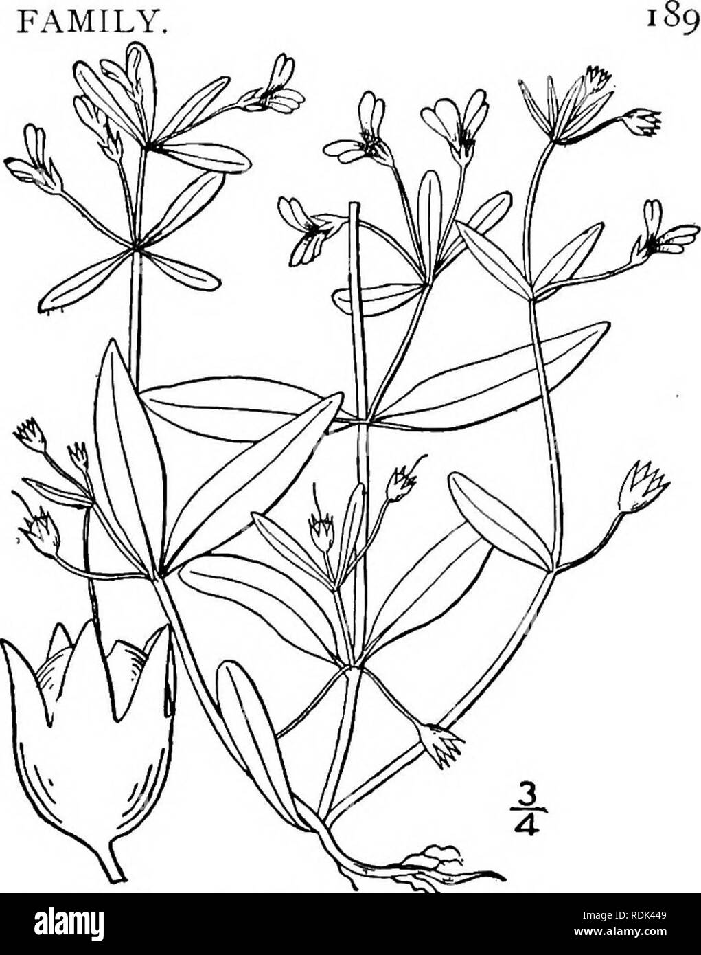 Piper genus hi-res stock photography and images - Alamy