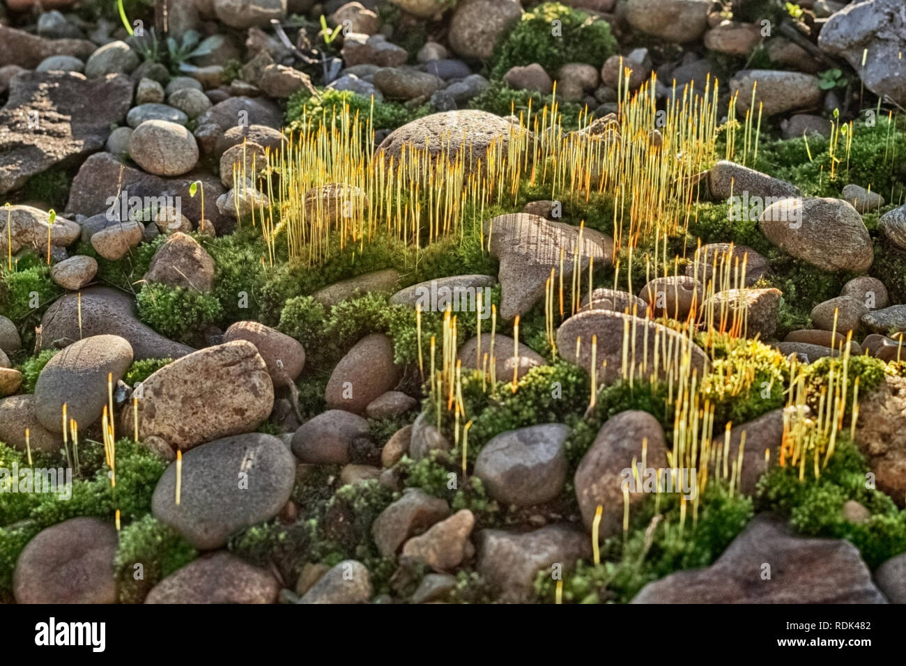 The sun shines through the small grasses on the moss on the stone ...