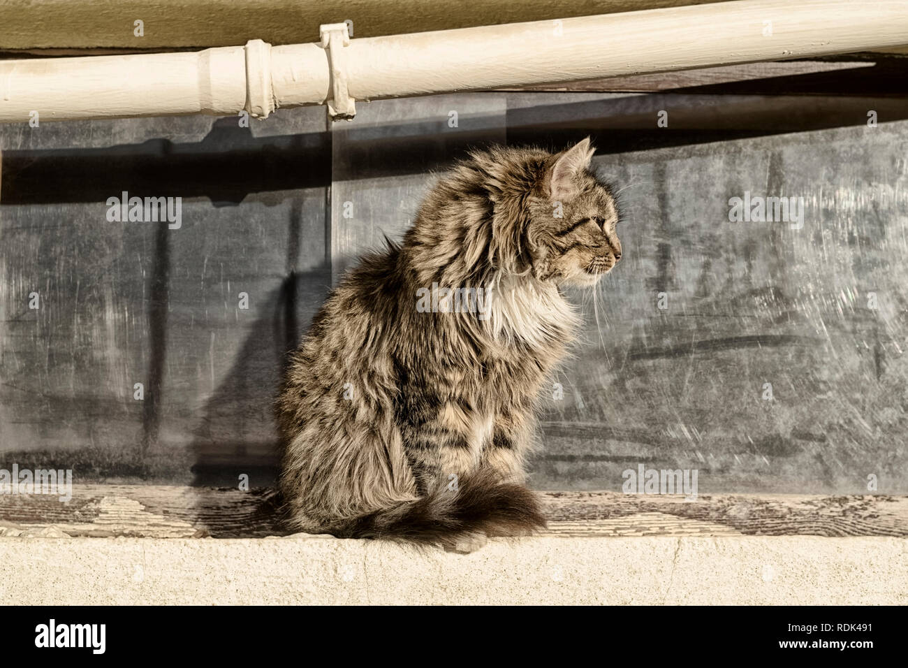 Homeless man with cat hi-res stock photography and images - Alamy