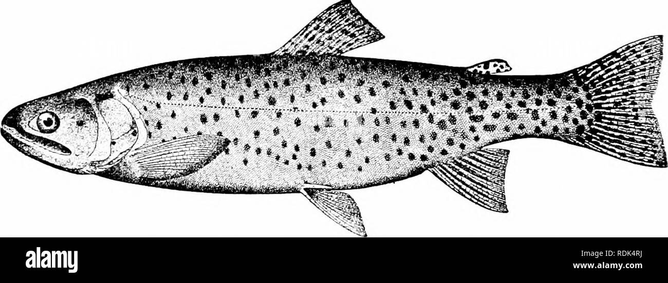 Black Spotted Cutthroat Trout