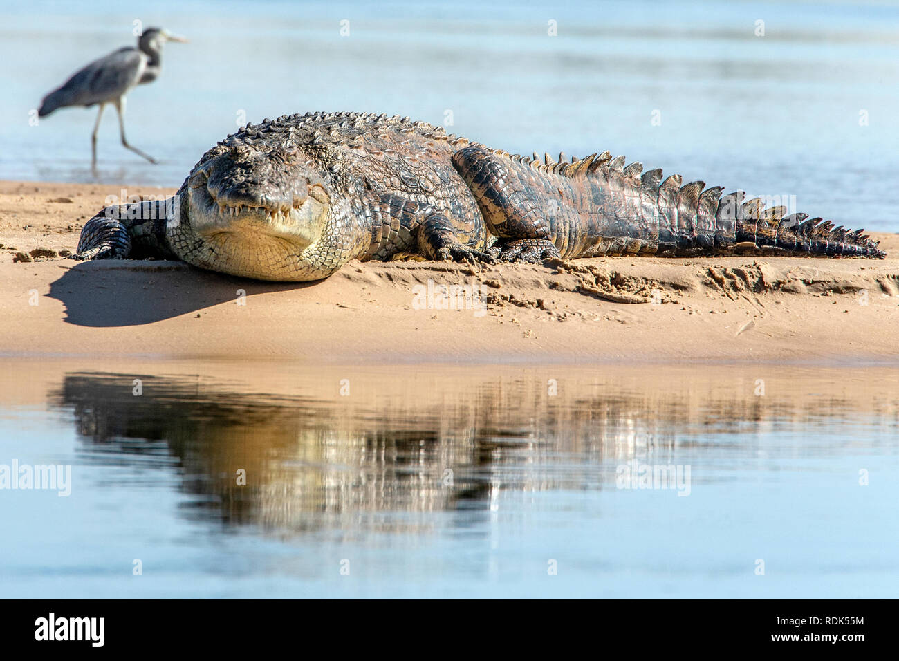 Nile crocodile (Crocodylus niloticus) on a sandbank in the Zambezi ...