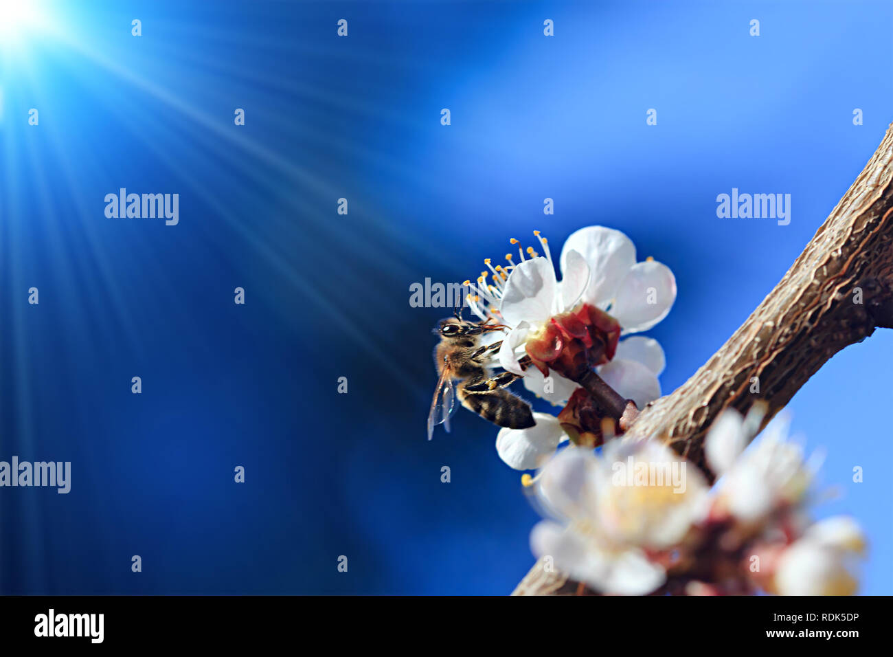 A bee collecting nectar (pollen) from the white flowers of a flowering ...