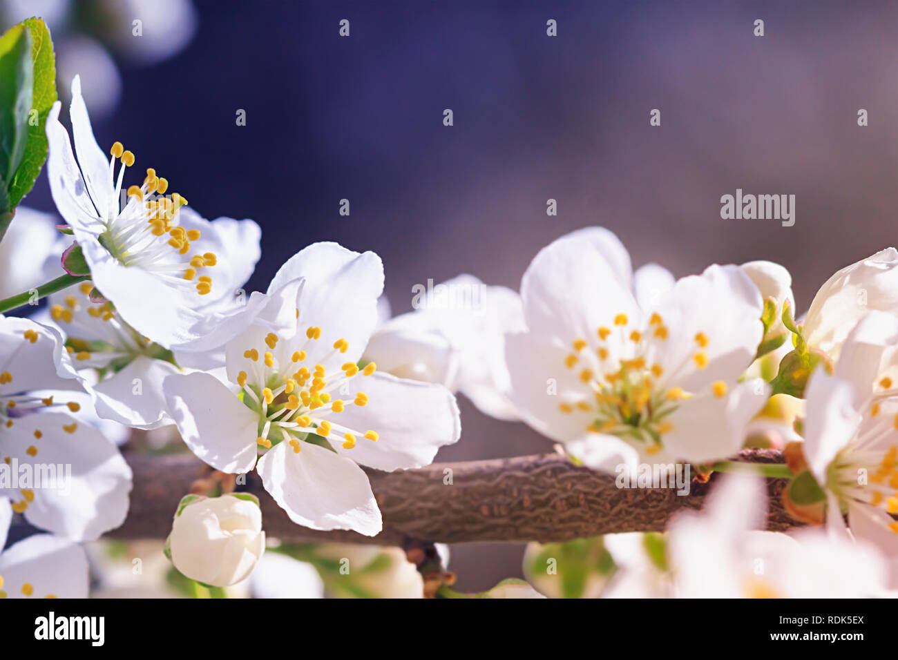 Wild plum tree hi-res stock photography and images - Alamy