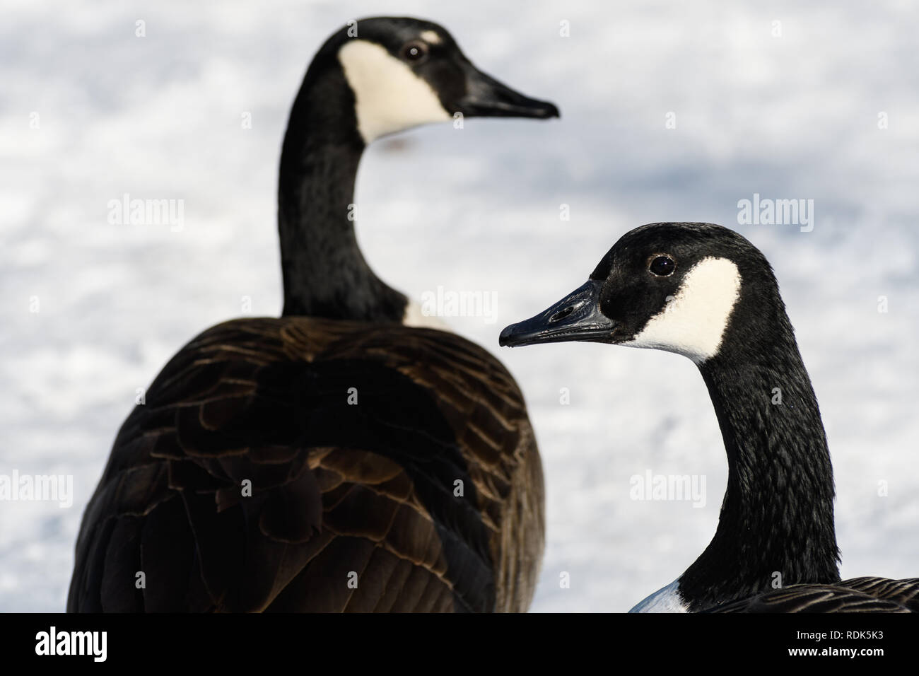 two canada geese walking in snow Stock Photo - Alamy