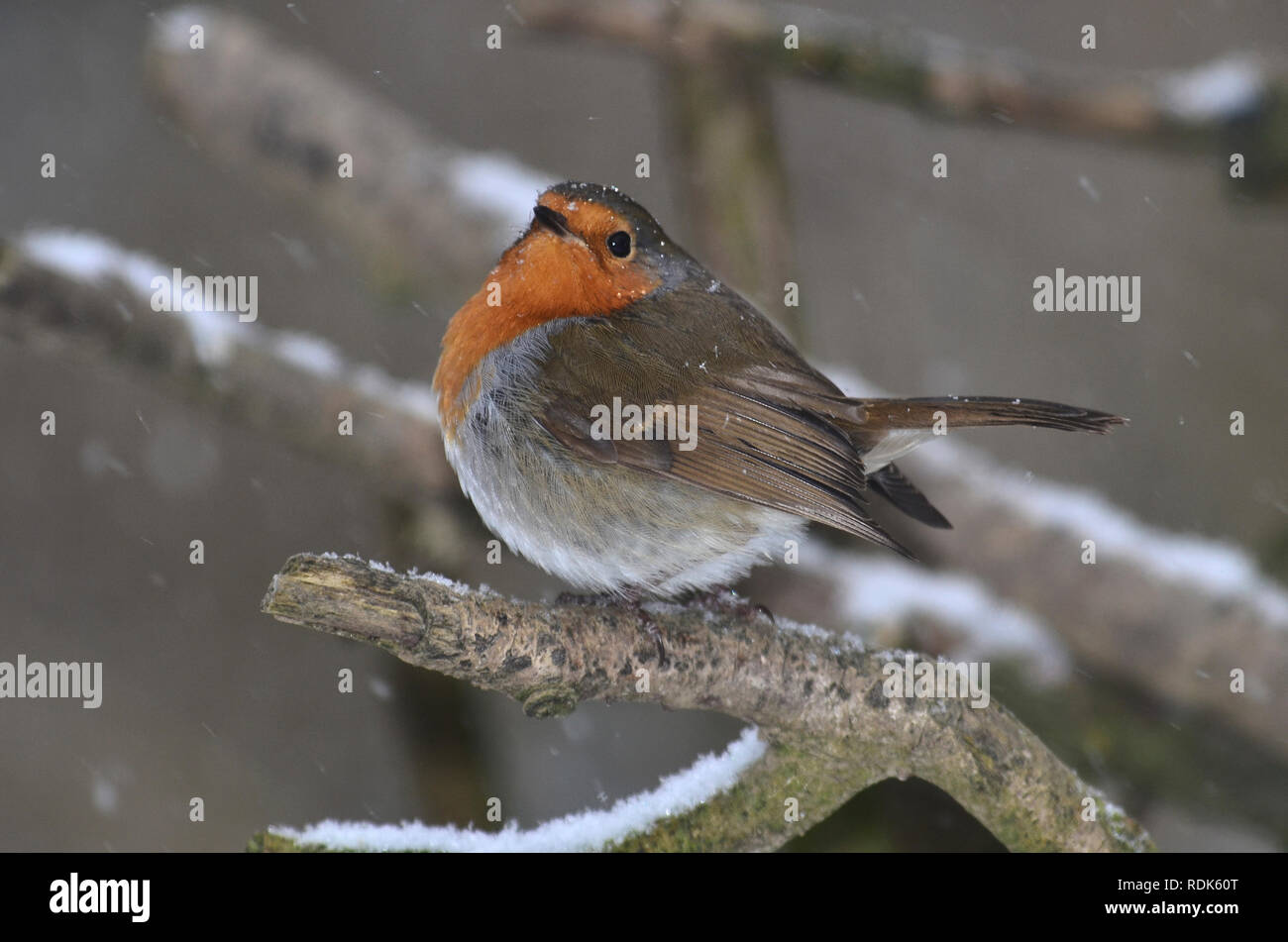 Friendly robins hi-res stock photography and images - Alamy