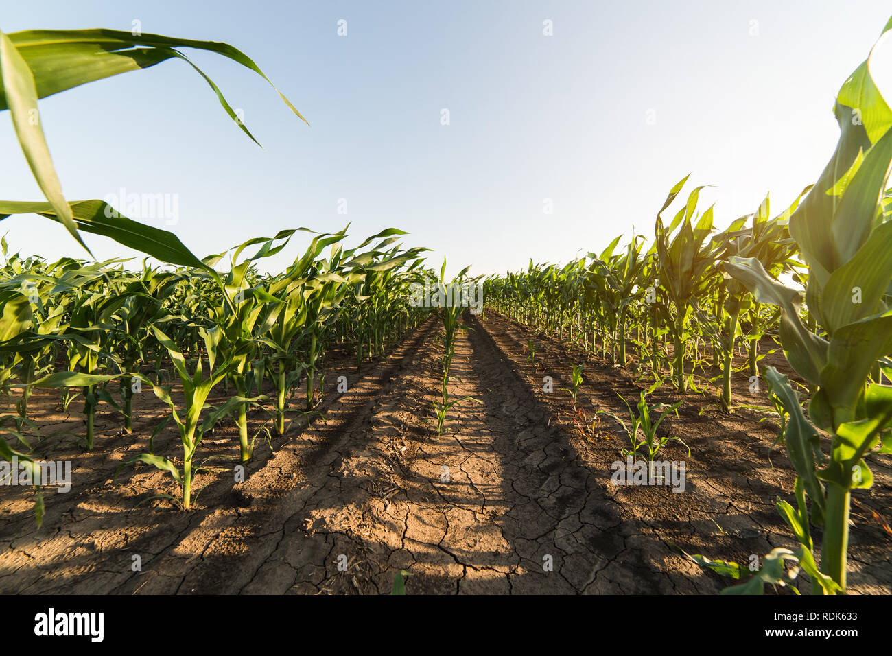 Corn on stalk hi-res stock photography and images - Alamy