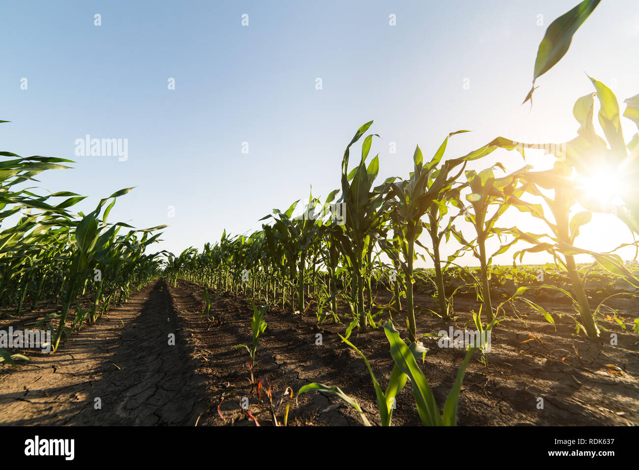 Corn on stalk hi-res stock photography and images - Alamy