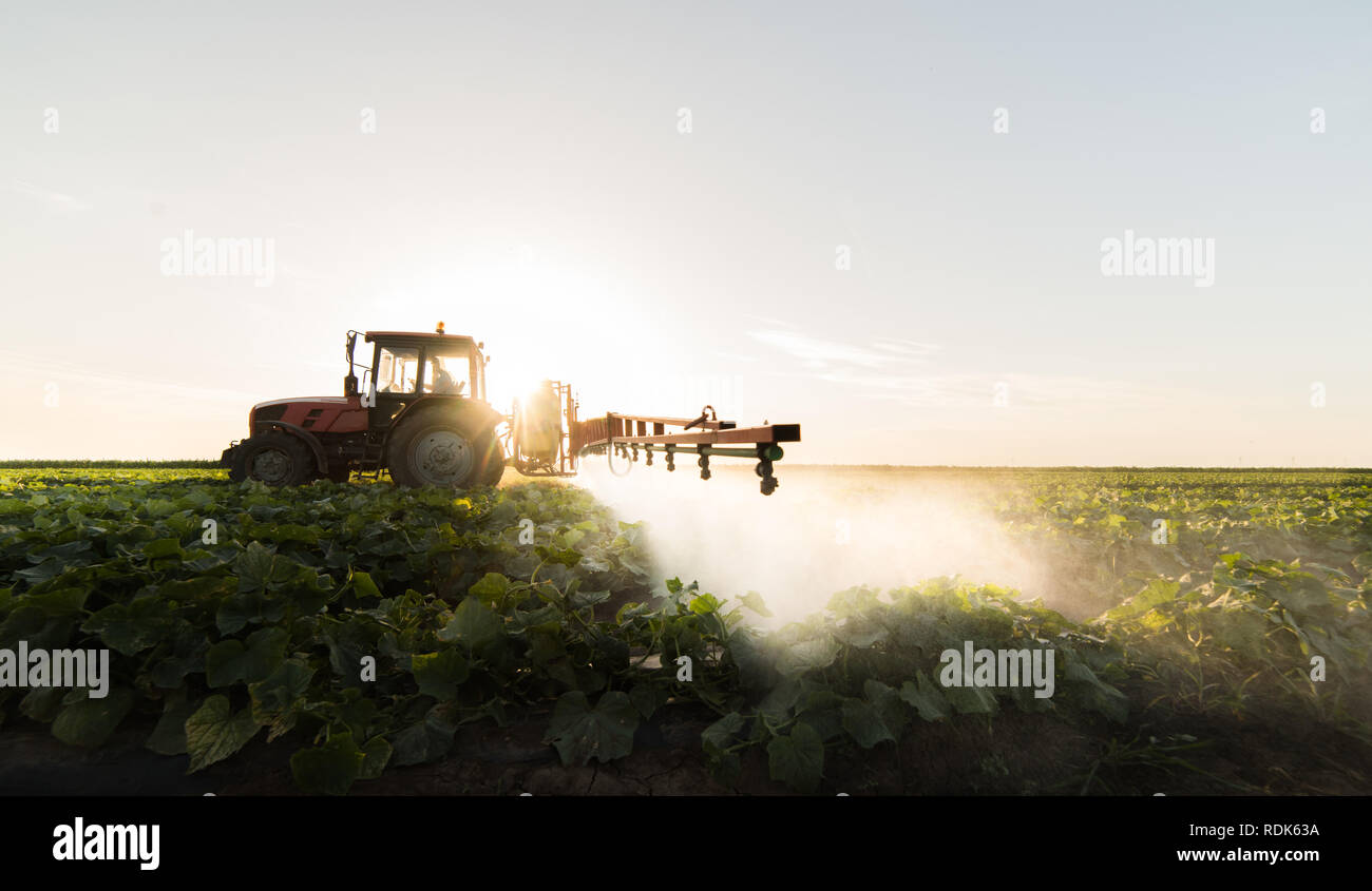 Farmer on a tractor with a sprayer makes fertilizer for young ...