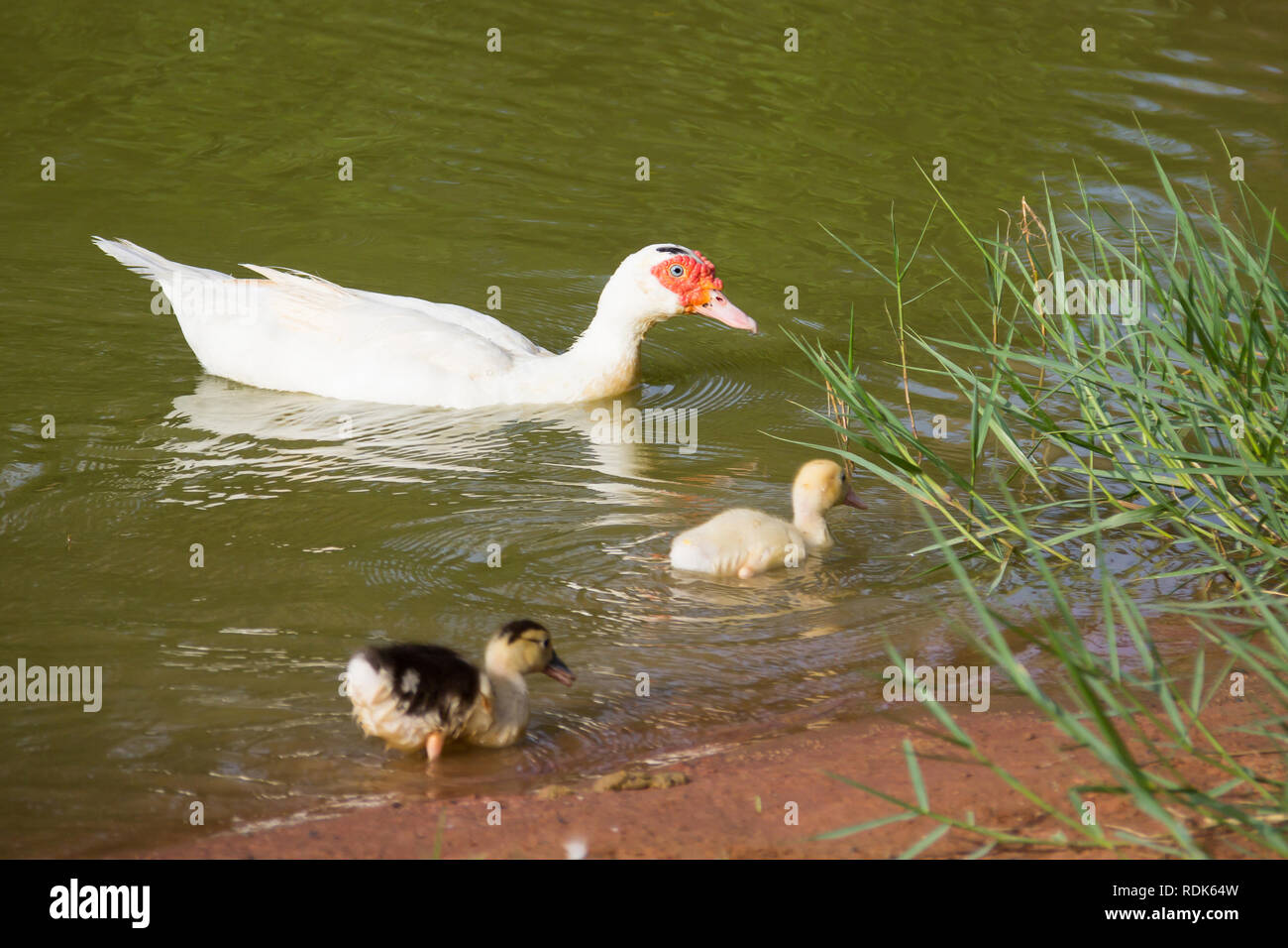 Ducks floats on water Stock Photo - Alamy