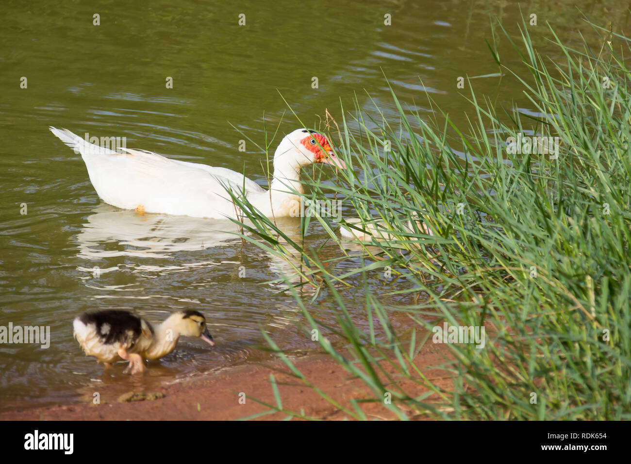 Ducks floats on water Stock Photo - Alamy