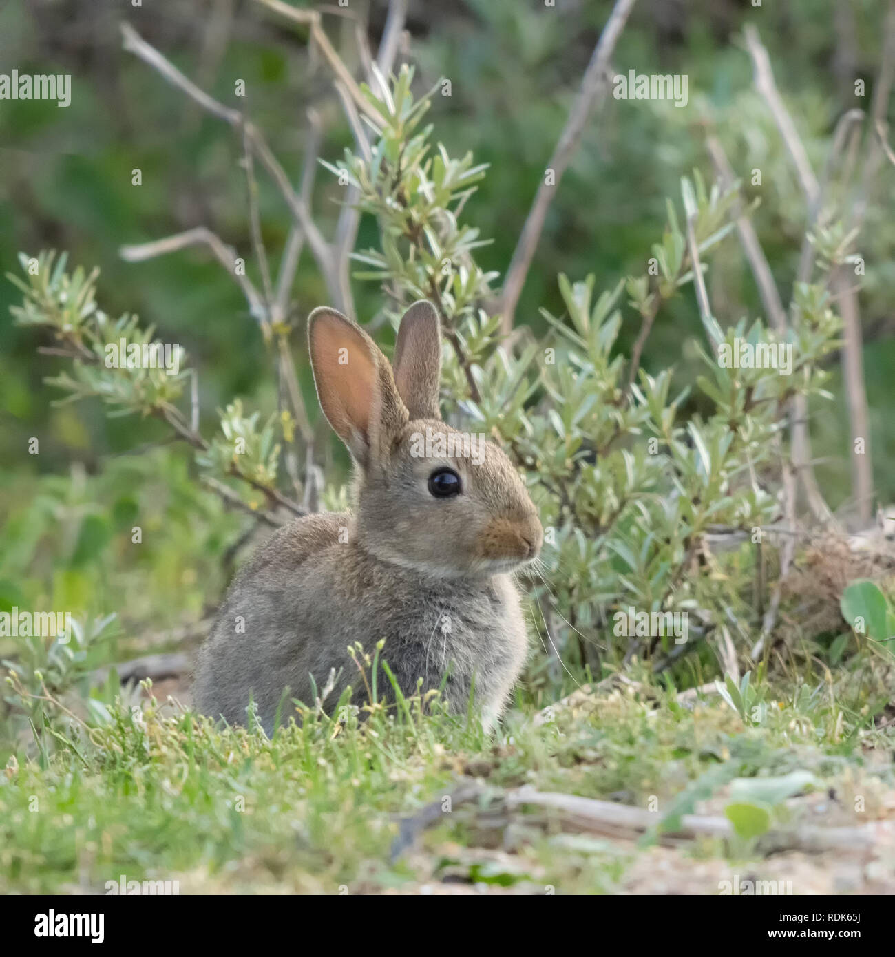 Water rabbit hi-res stock photography and images - Alamy