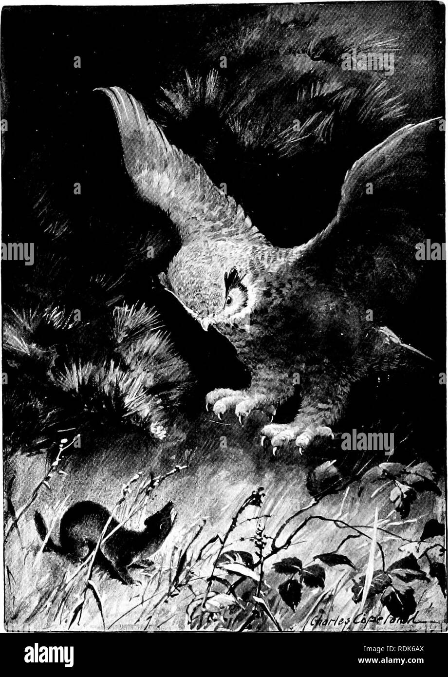 Strong curved claws Black and White Stock Photos & Images - Alamy