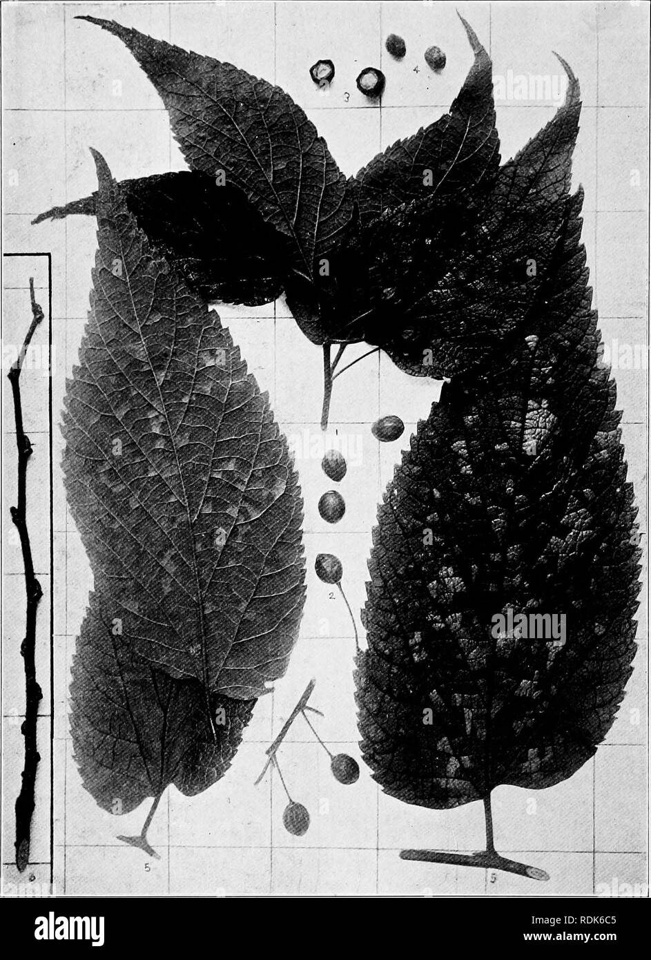 Hackberry tree structure hi-res stock photography and images - Alamy