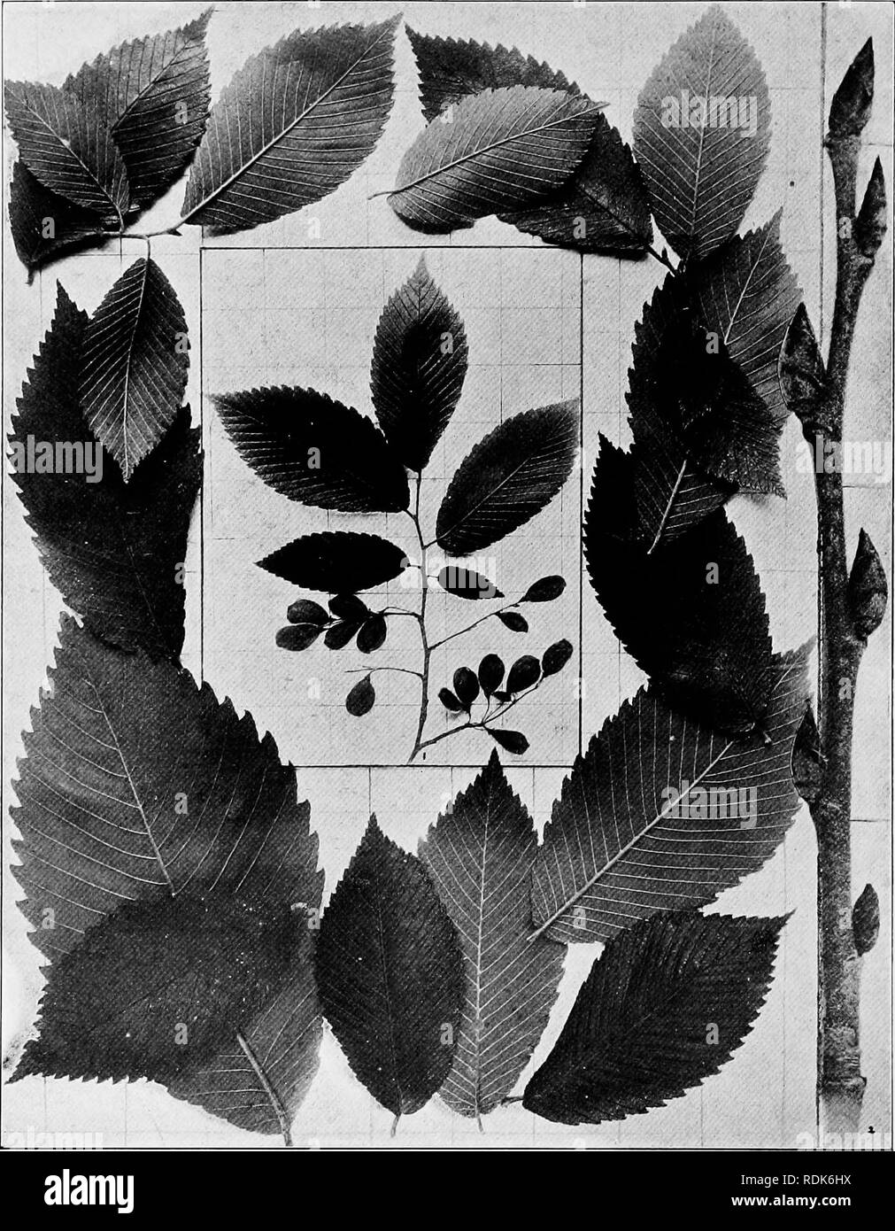 Mature elm tree Black and White Stock Photos & Images - Alamy