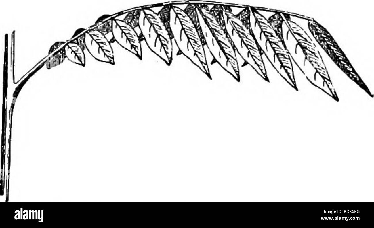 Bend a large leaf hi-res stock photography and images - Alamy