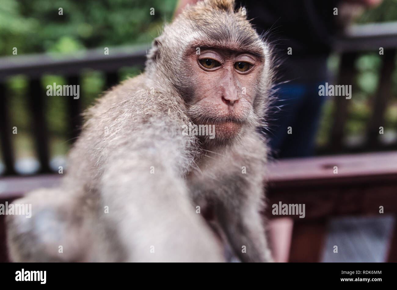 Monkey posing hi-res stock photography and images - Alamy