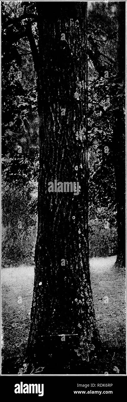 . Handbook of the trees of the northern states and Canada east of the ...