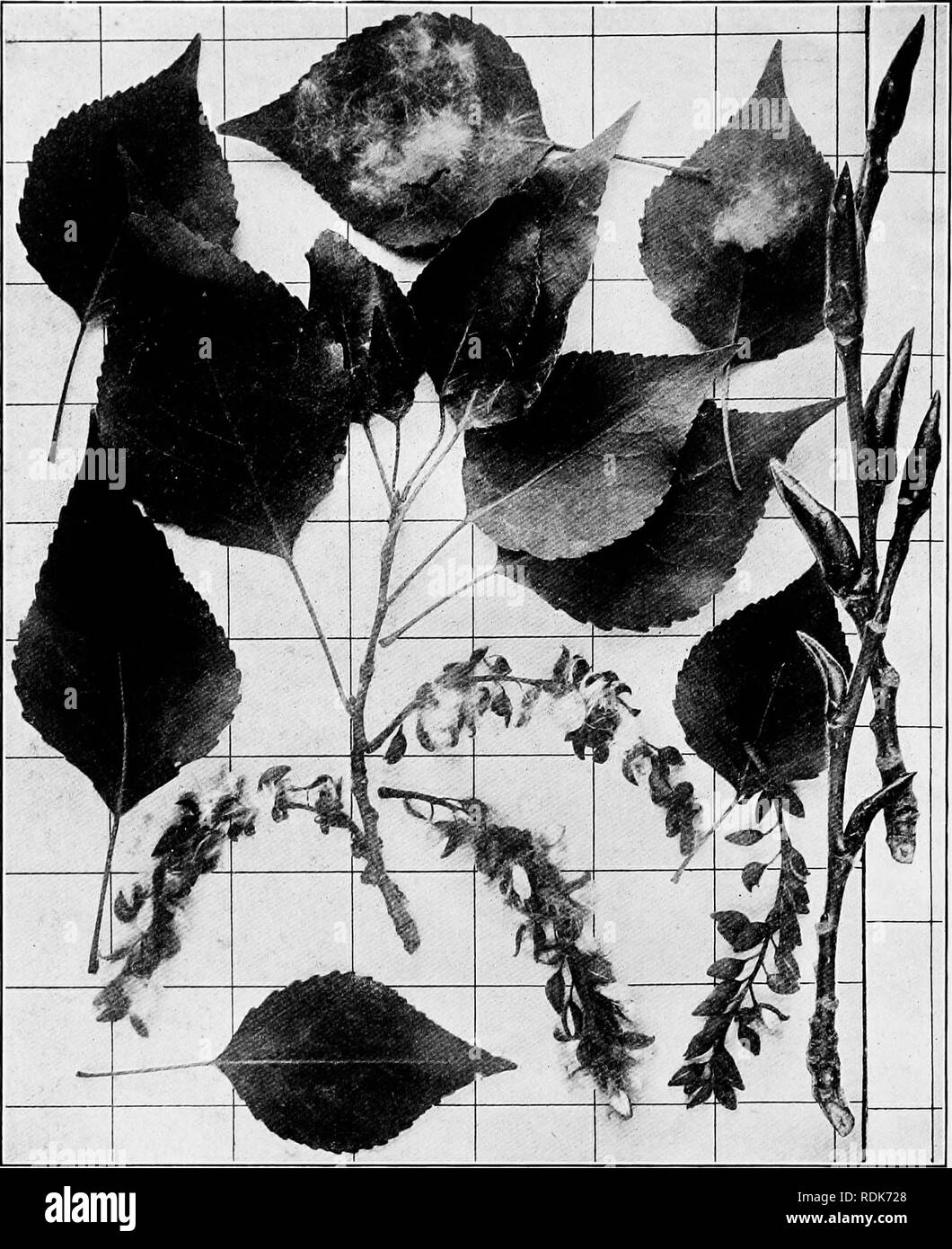 Populus fruit Black and White Stock Photos & Images - Alamy