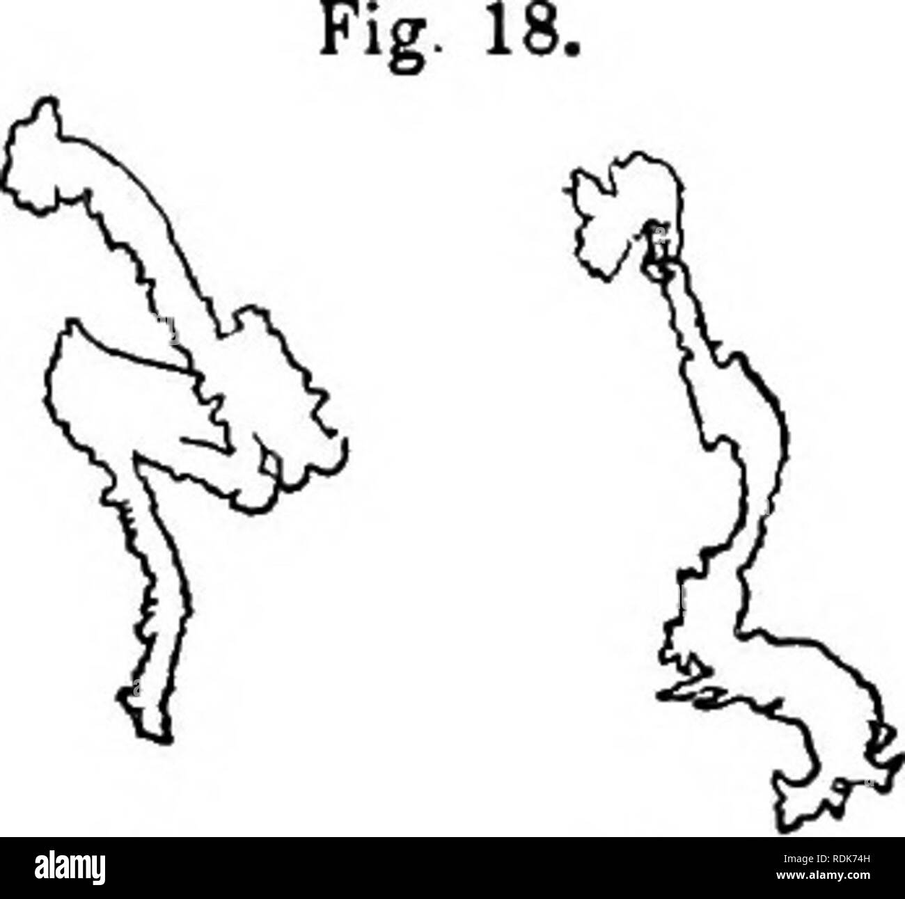 Radicles Cut Out Stock Images & Pictures - Alamy