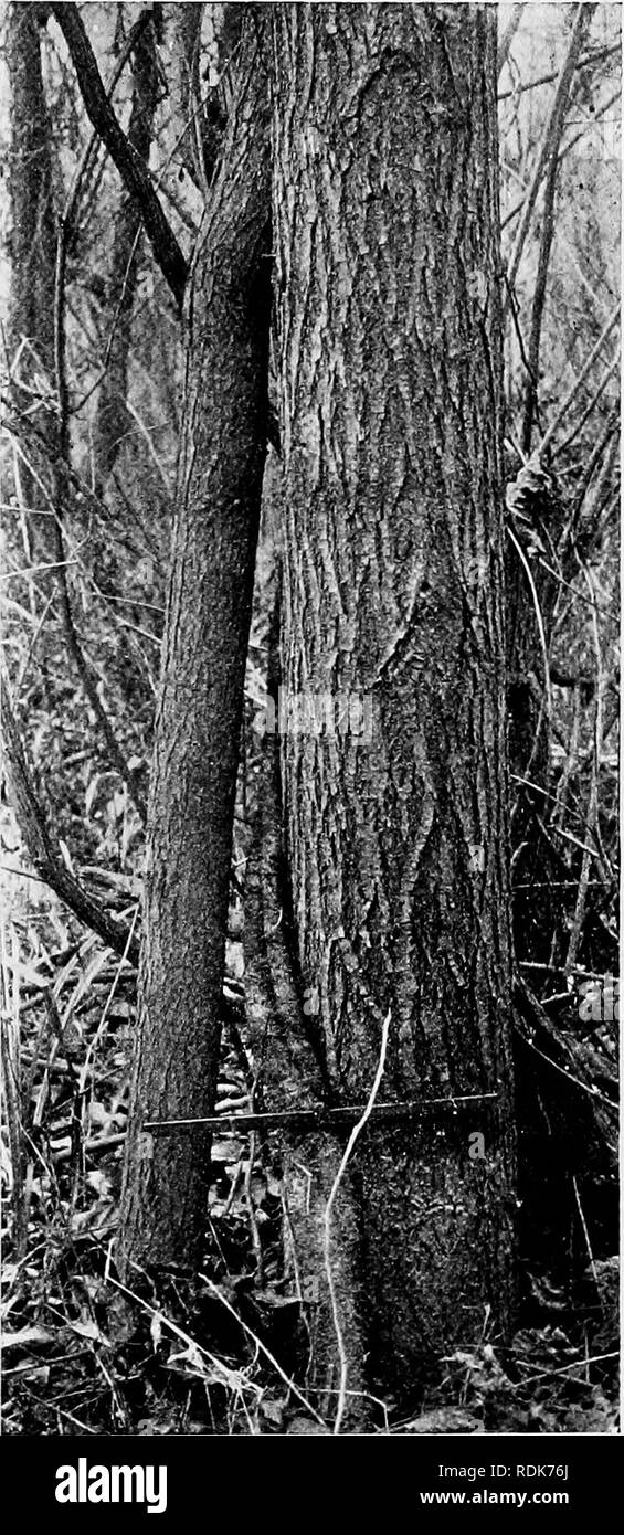 . Handbook of the trees of the northern states and Canada east of the ...