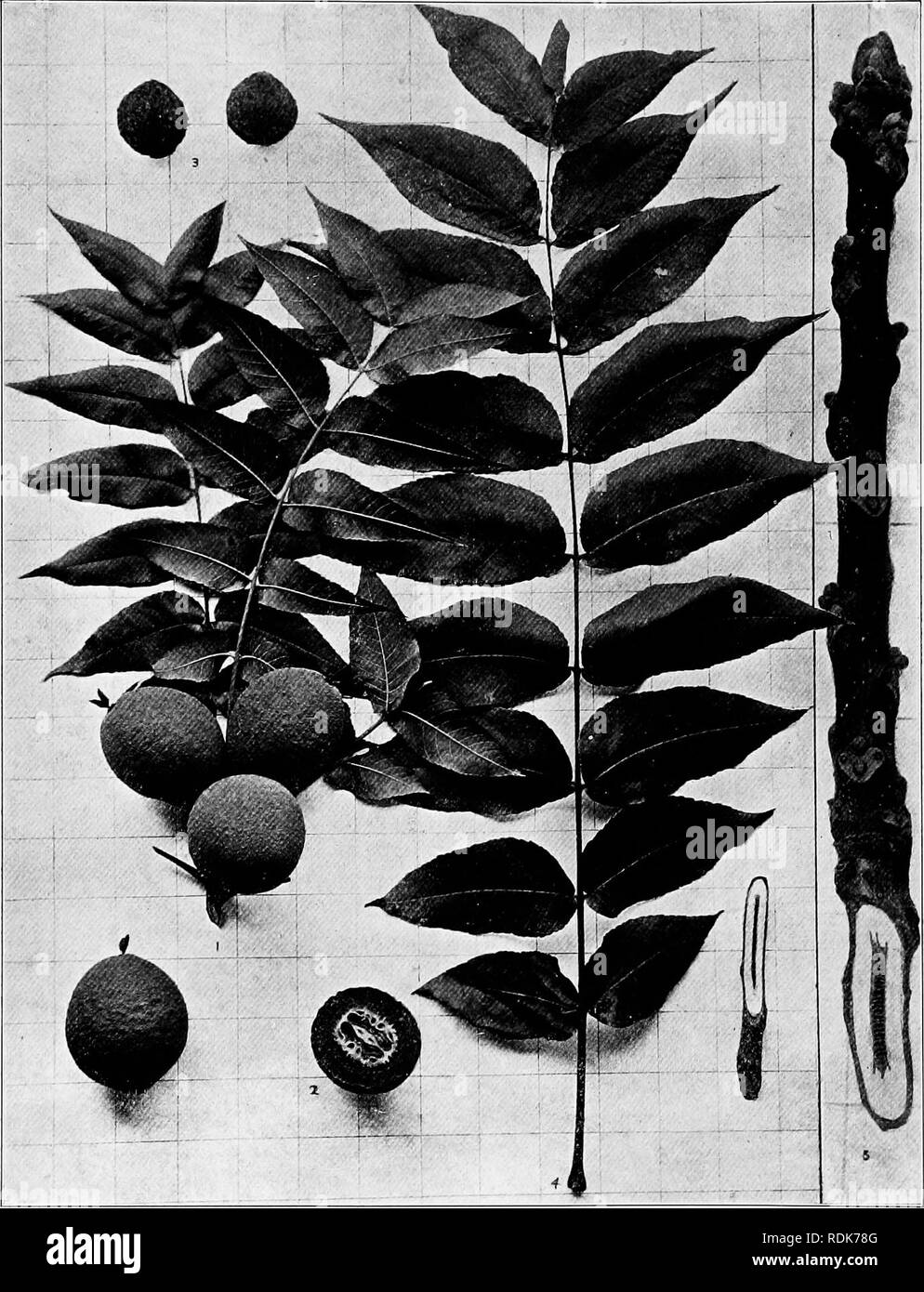 Cross section black walnut tree hi-res stock photography and images - Alamy