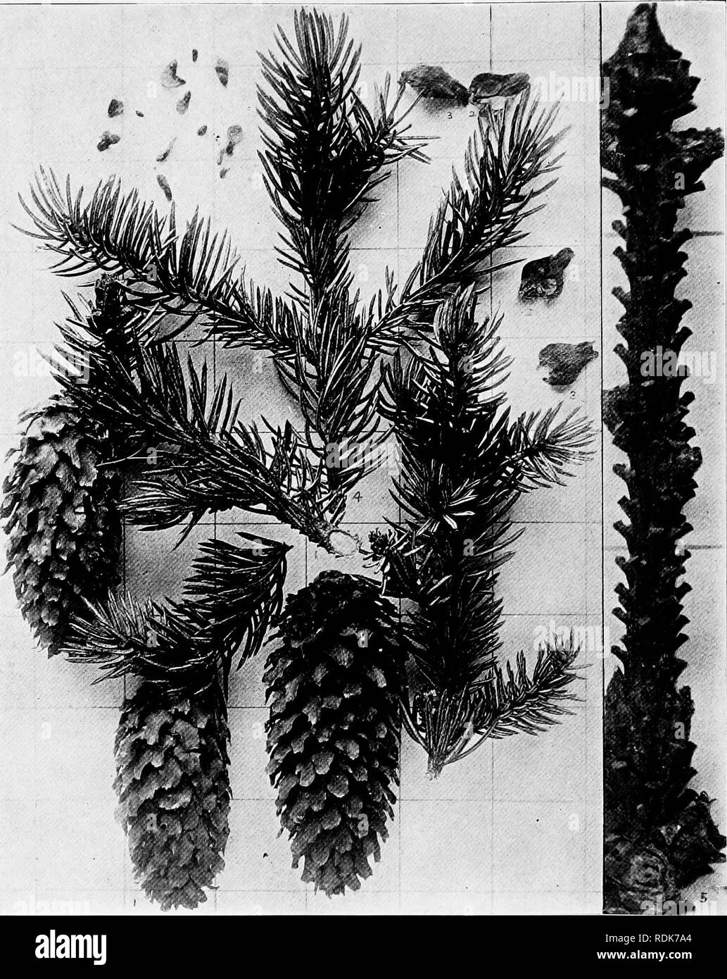 Bract scales hi-res stock photography and images - Alamy