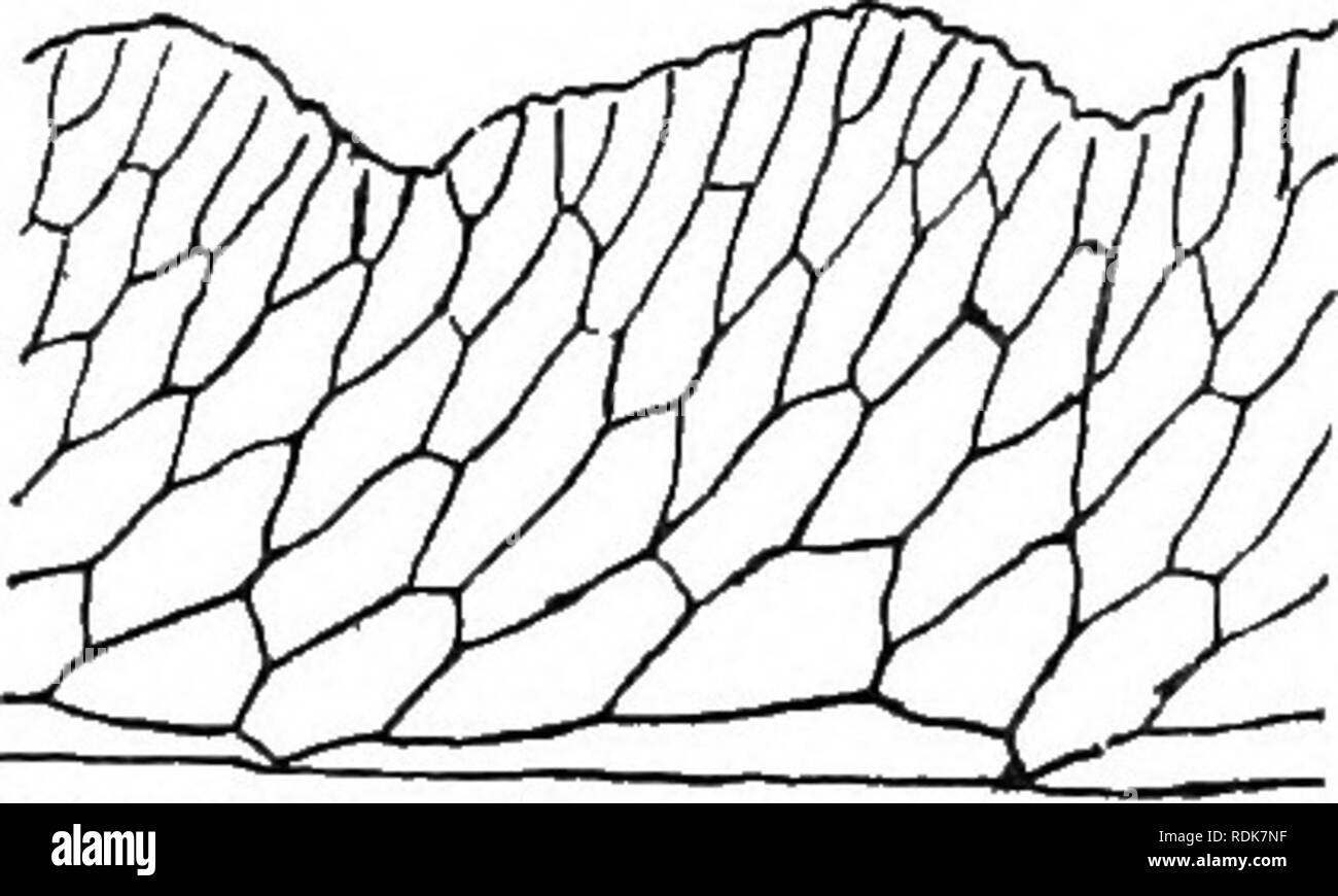 Branches within leaf Black and White Stock Photos & Images - Alamy