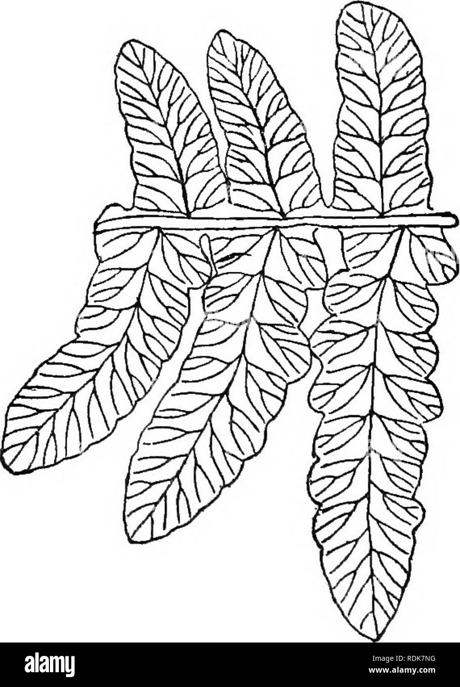 Tertiary branches hi-res stock photography and images - Alamy