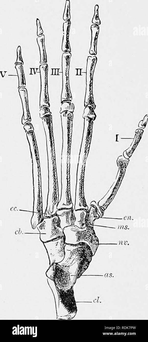 Dorsal digits hi-res stock photography and images - Alamy