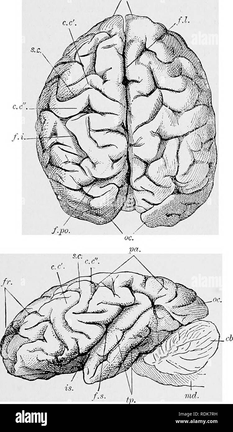Chimpanzee Brain Diagram