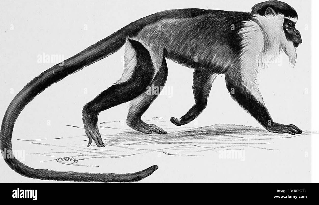 Ischial callosities hi-res stock photography and images - Alamy