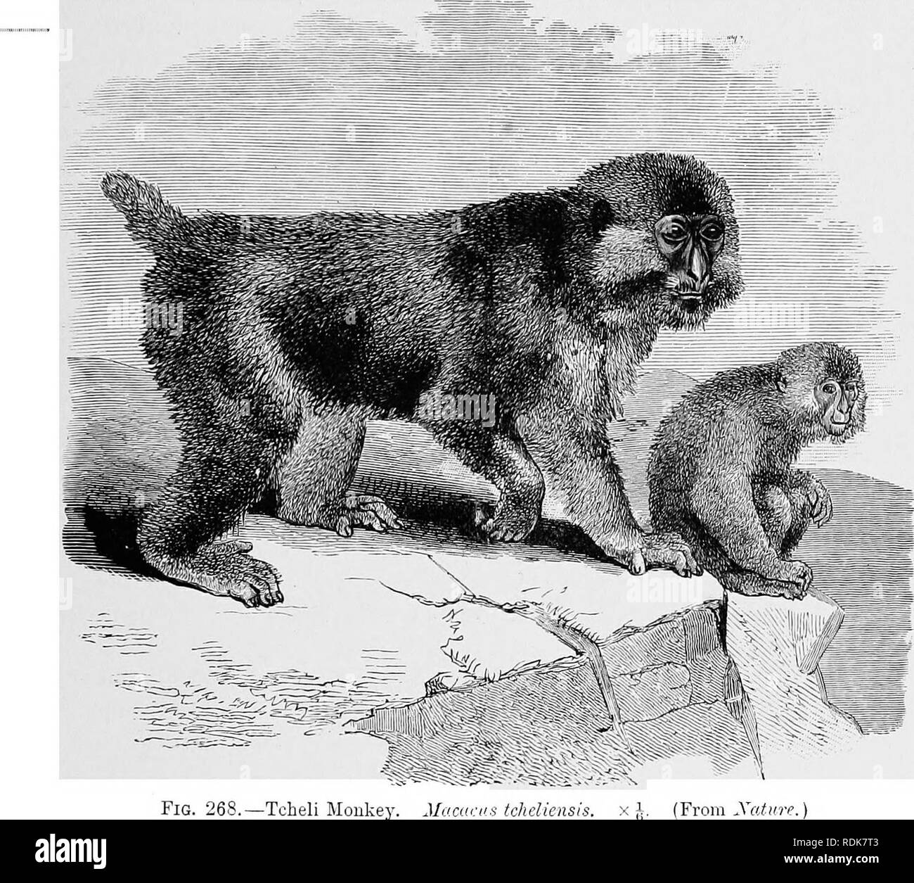 Ischial callosities hi-res stock photography and images - Alamy