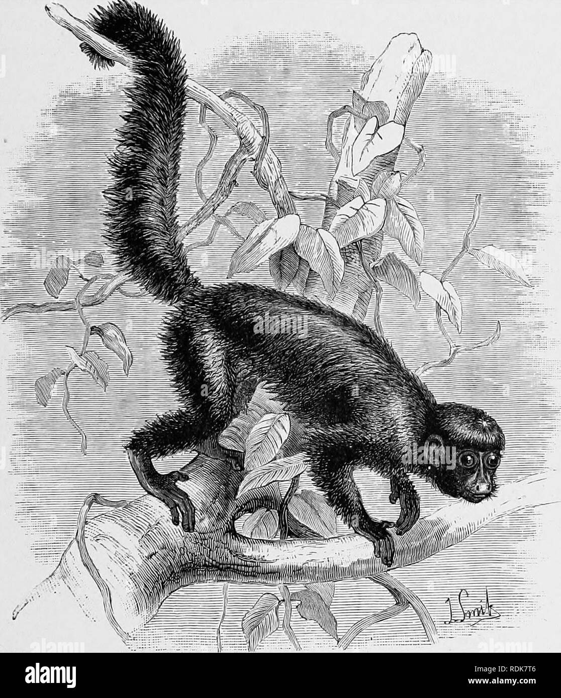 Ouakari Black and White Stock Photos & Images - Alamy