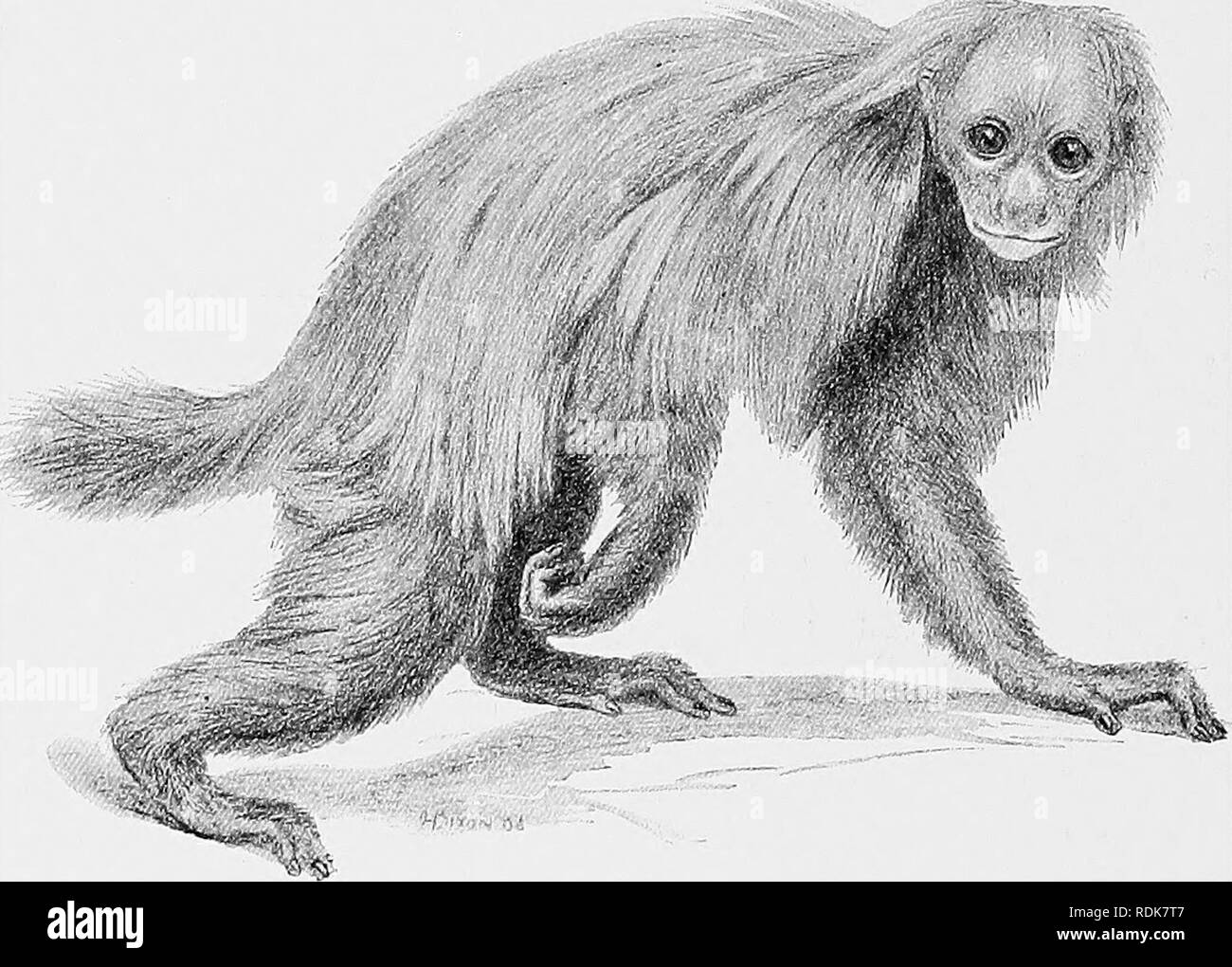 Female Tiger Owl High Resolution Stock Photography and Images - Alamy