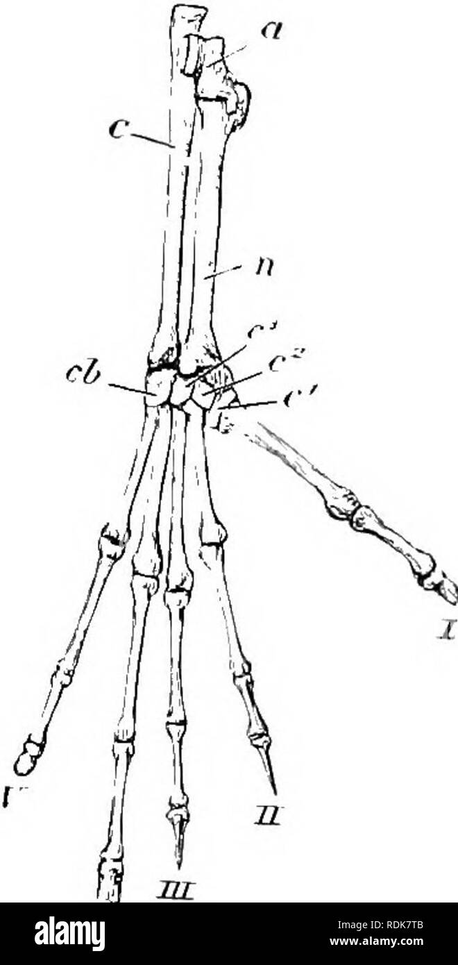 . The Cambridge natural history. Zoology. XVII HABITS AXD DISTRIBUTION ...