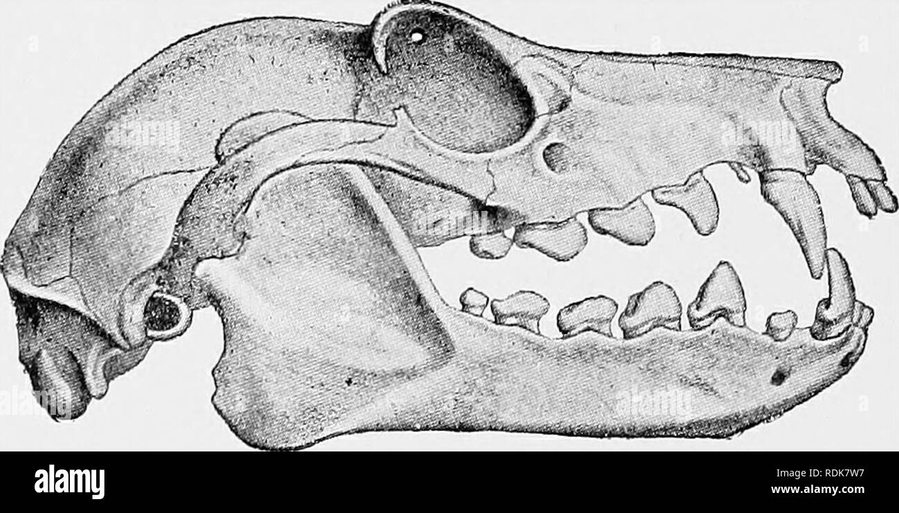. The Cambridge natural history. Zoology. S24 FLYING FOXES of the ...