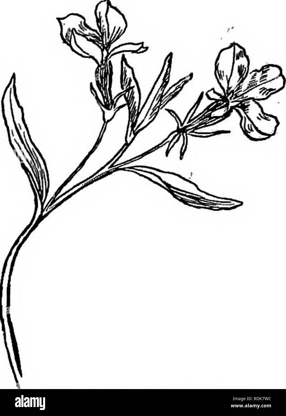 . Our garden flowers; a popular study of their native lands, their life ...