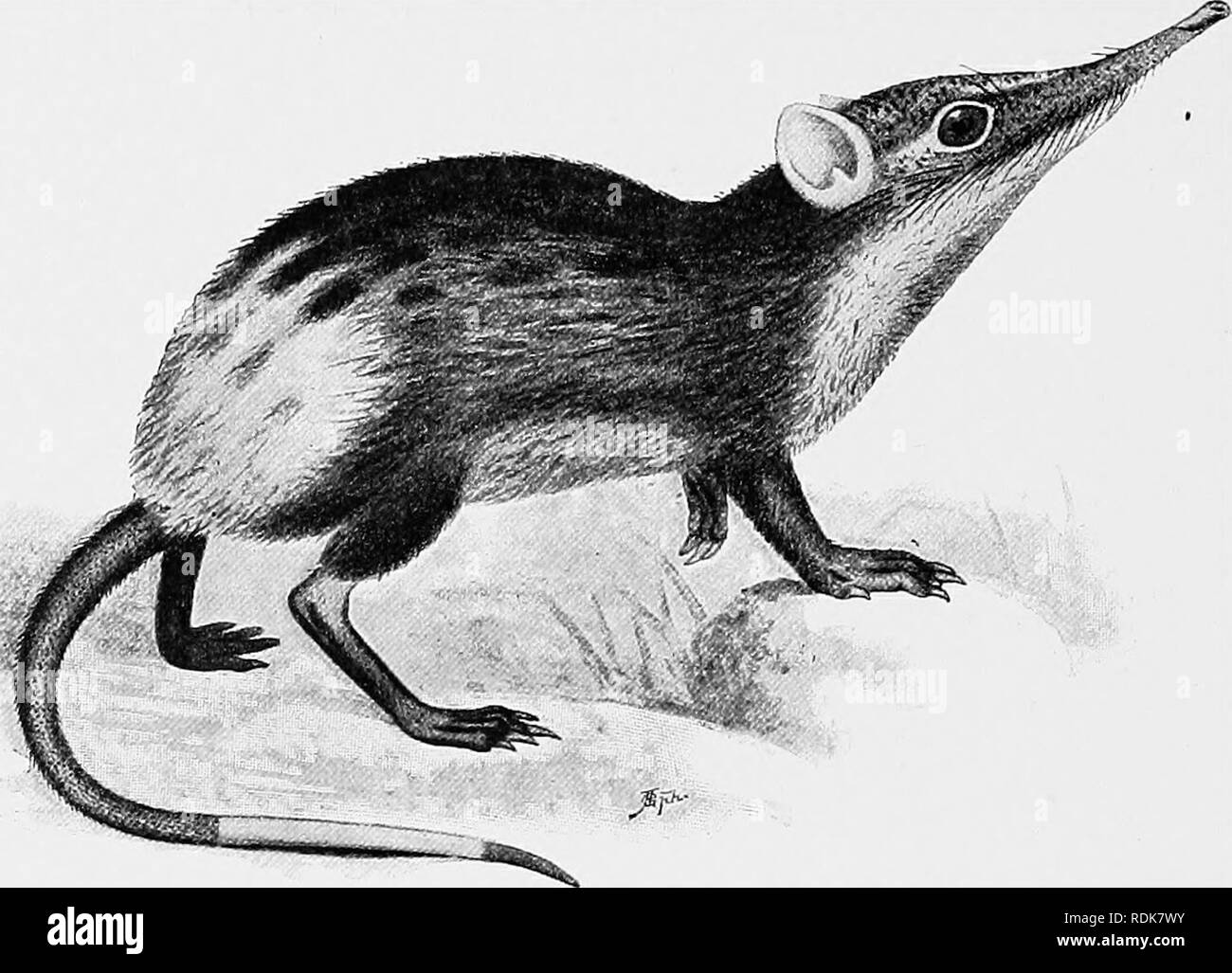 Hind legs 3 toes Black and White Stock Photos & Images - Alamy