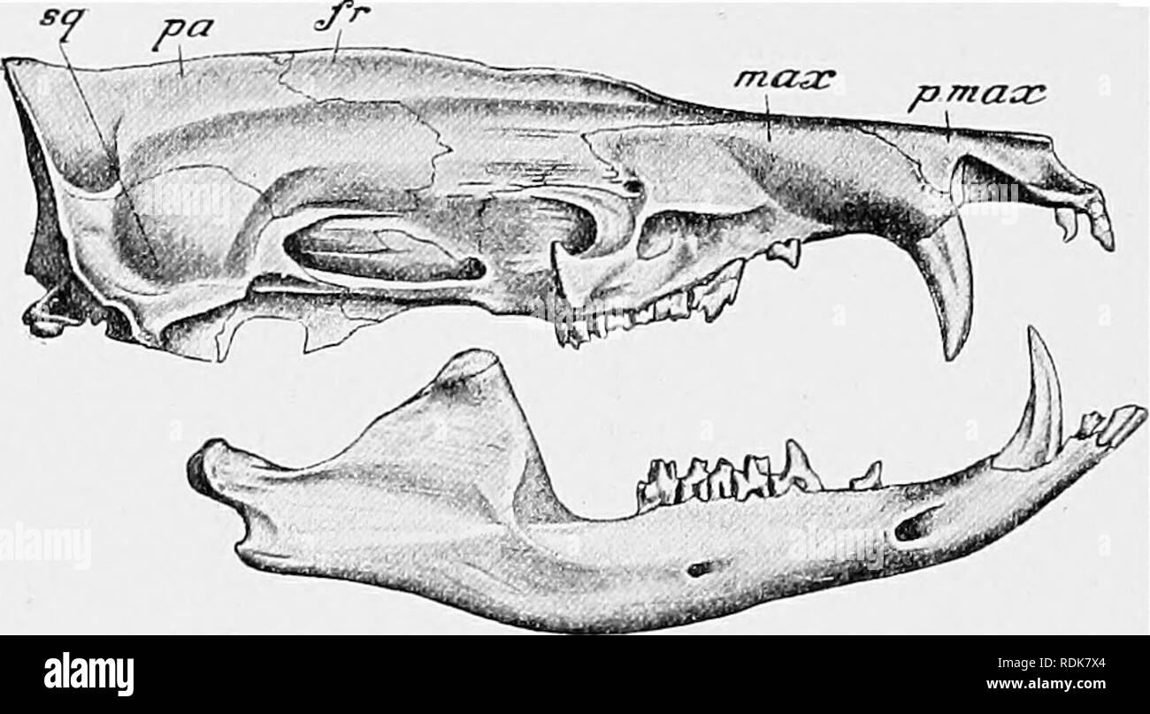 Tenrec young hi-res stock photography and images - Alamy