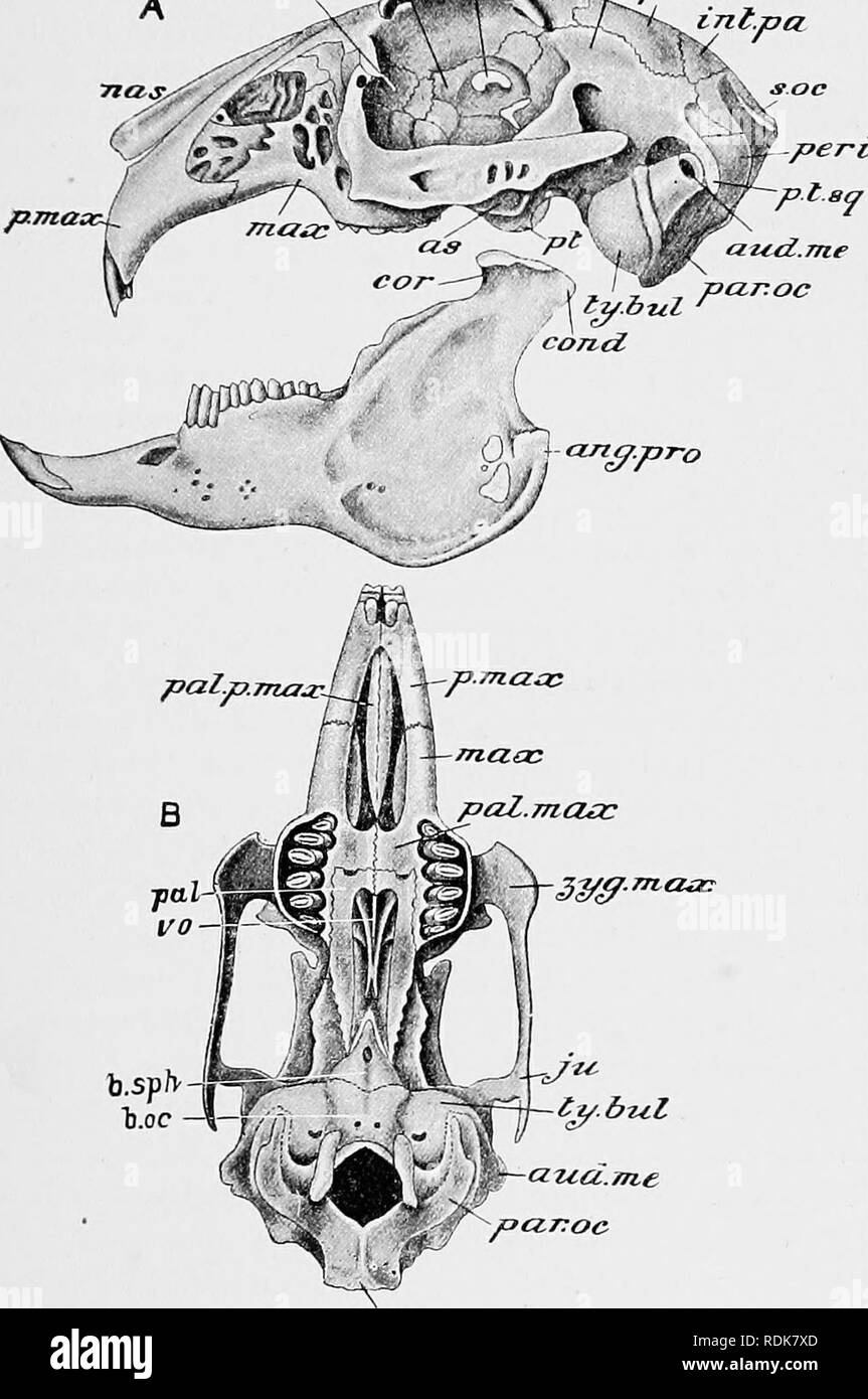 . The Cambridge natural history. Zoology. uu.m.e Fig. 246.—Lspiis ...